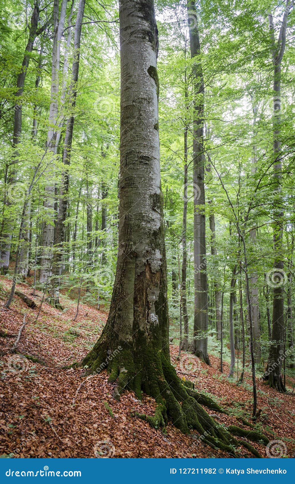 Bosque en la primavera foto de archivo. Imagen de abedul - 127211982