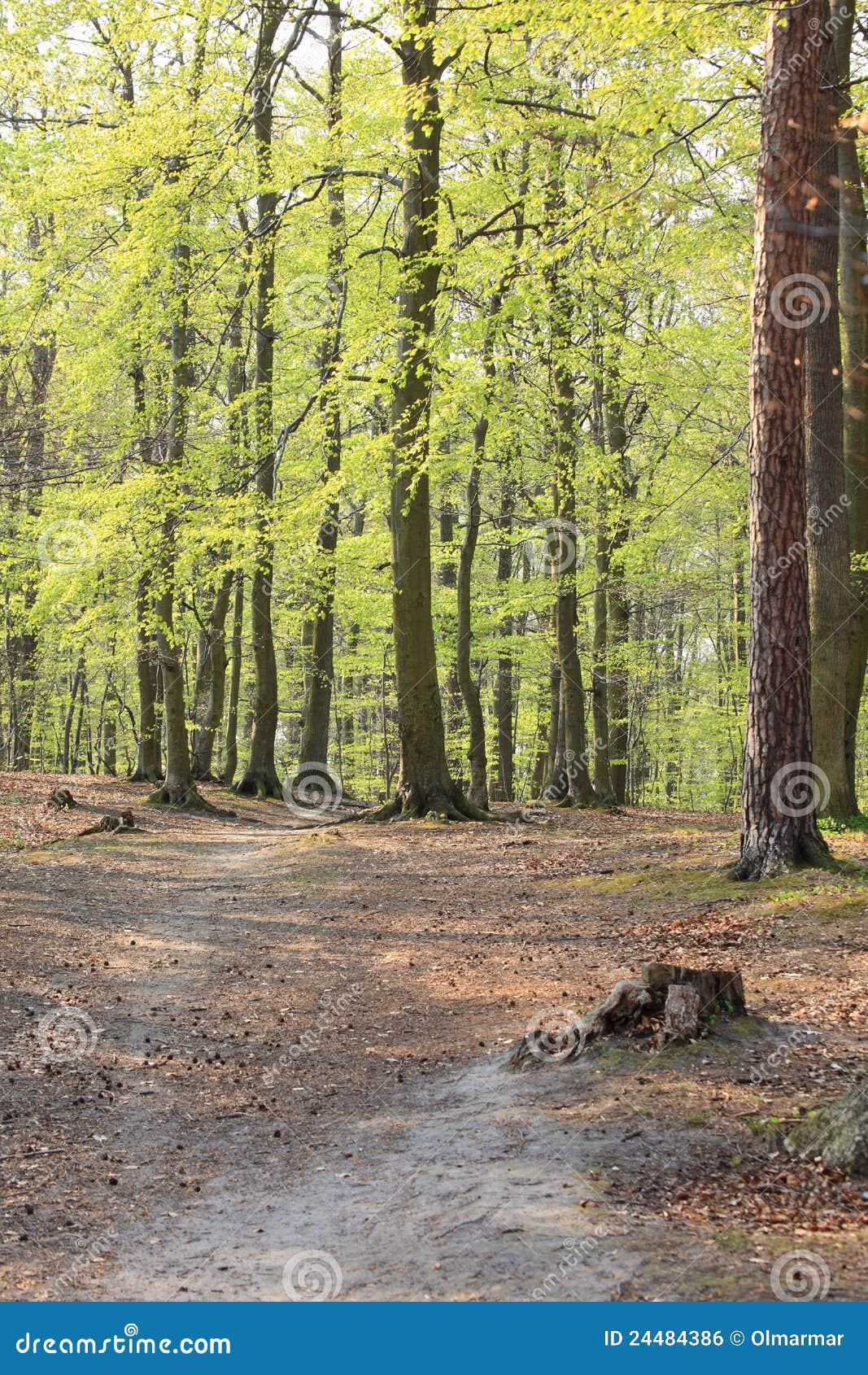 Bosque en la primavera foto de archivo. Imagen de caminata - 24484386