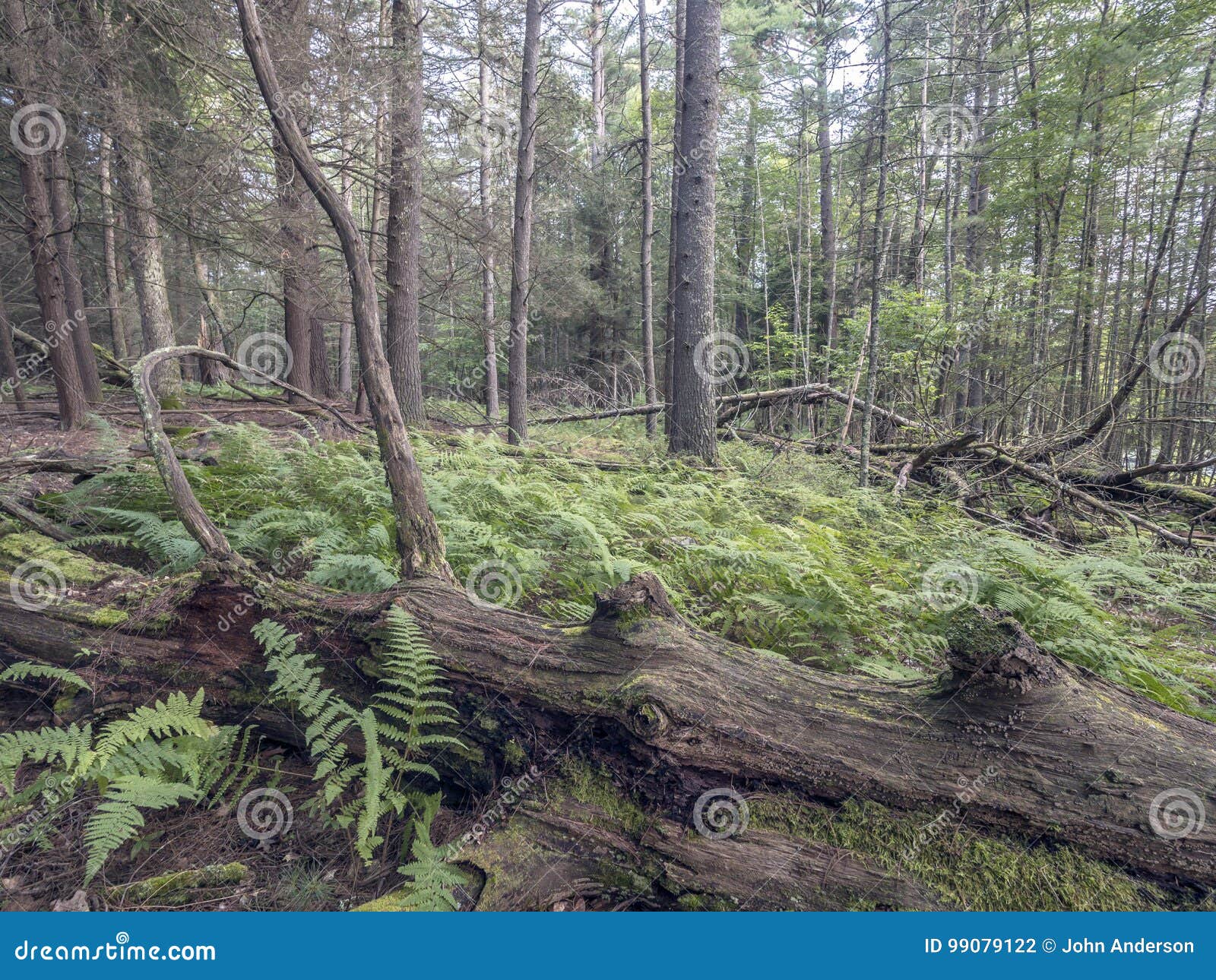 Bosque En Nueva York De Nordeste Foto de archivo - Imagen de suelo ...