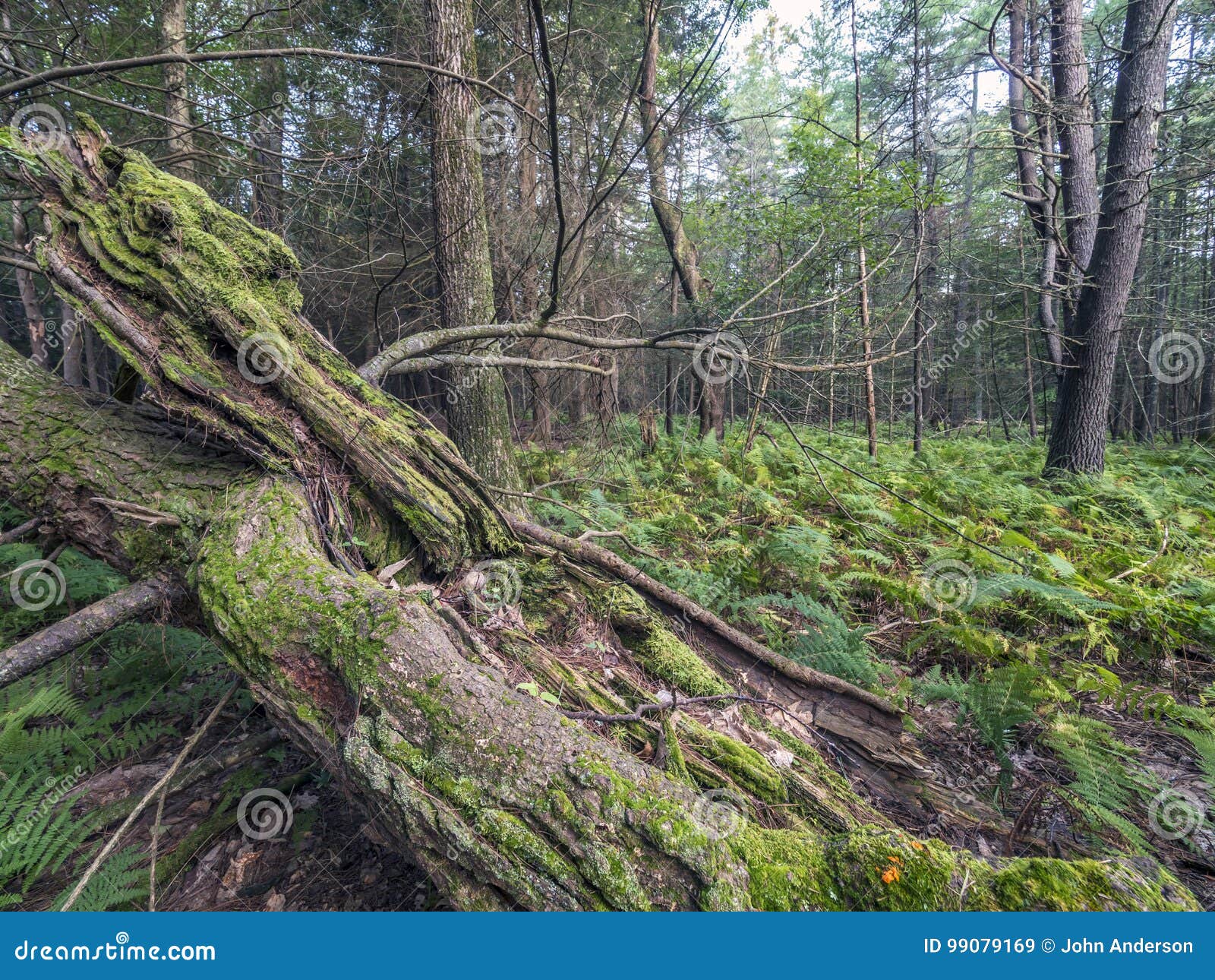 Bosque En Nueva York De Nordeste Imagen de archivo - Imagen de ...