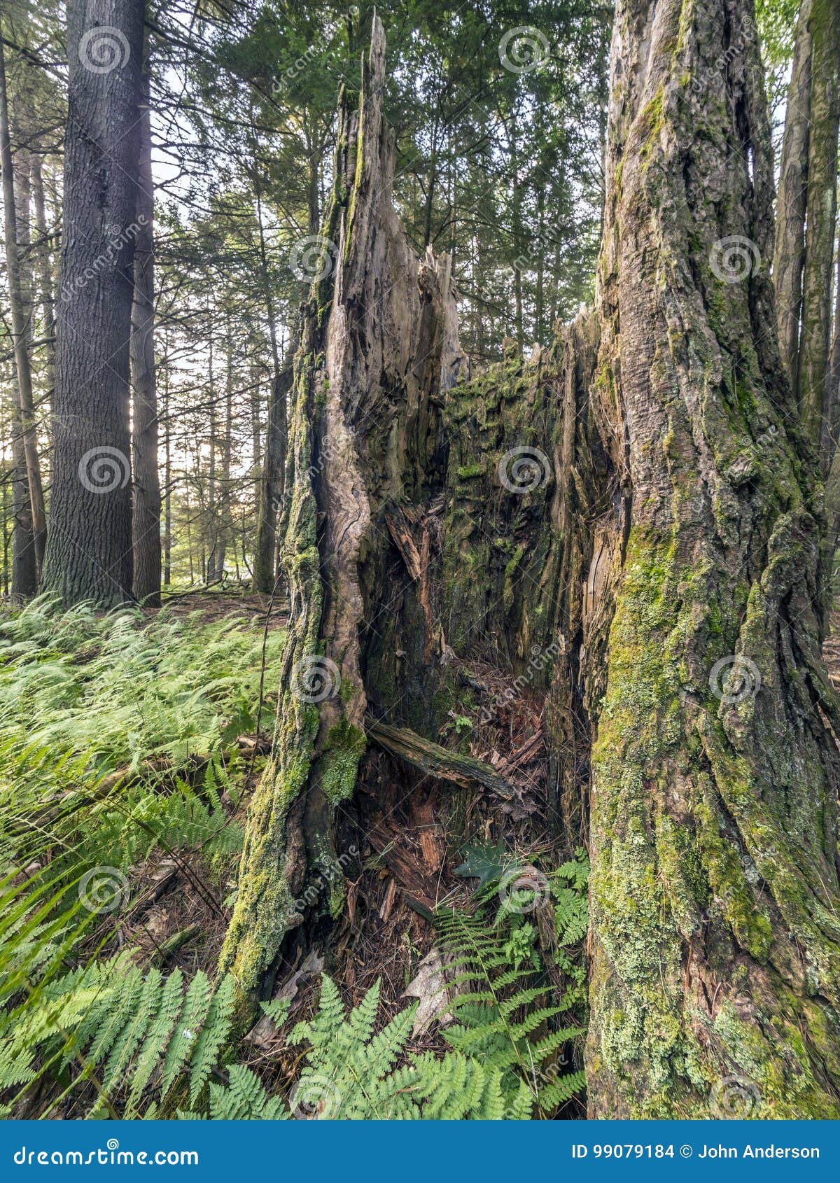 Bosque En Nueva York De Nordeste Foto de archivo - Imagen de bosque ...
