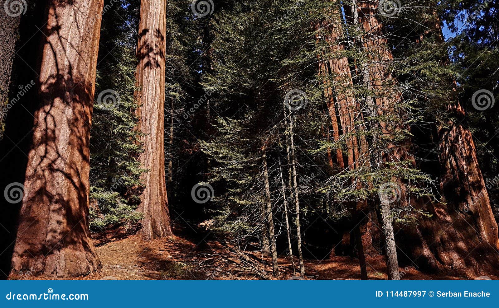 Bosque En Parque Nacional De Secoya Imagen de archivo - Imagen de ...