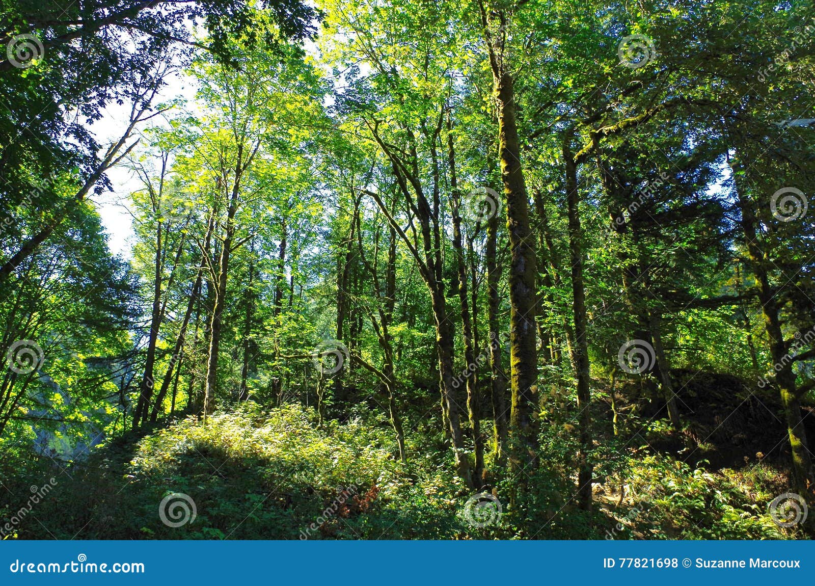 Bosque en Portland Oregon foto de archivo. Imagen de arbolado - 77821698