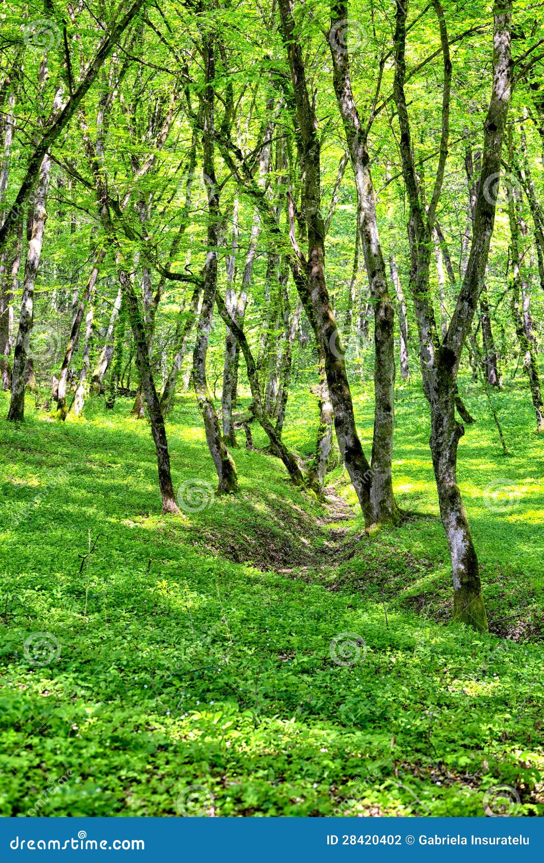 Bosque en primavera foto de archivo. Imagen de europa - 28420402