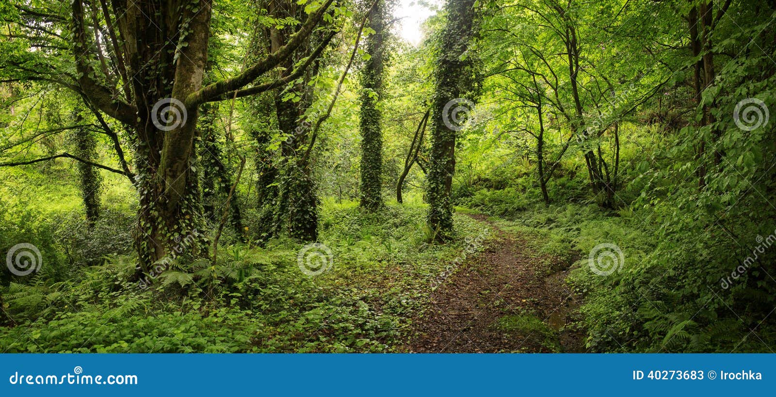 Bosque en primavera imagen de archivo. Imagen de sunlight - 40273683