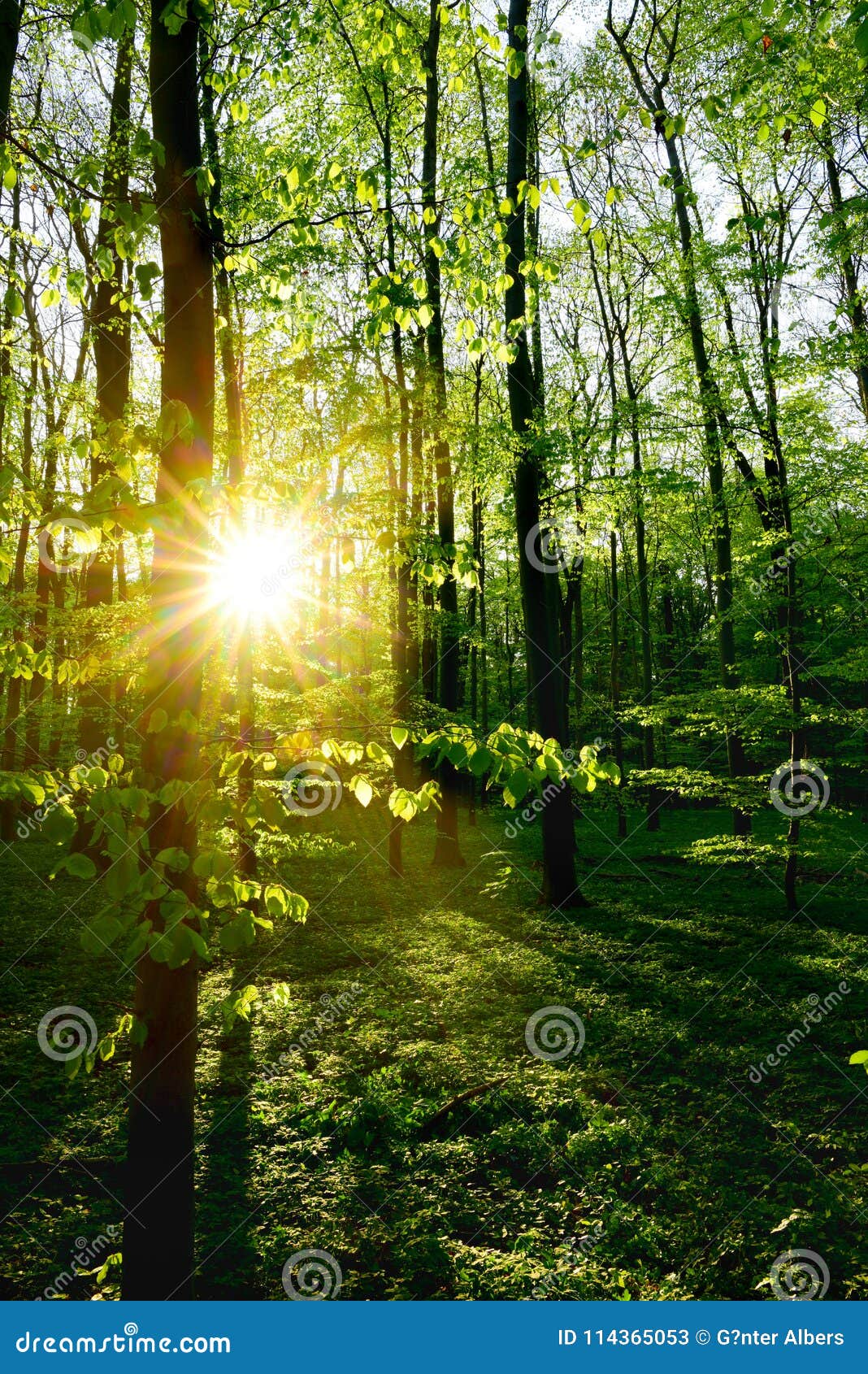 Bosque En Primavera Con El Sol Brillante Imagen de archivo - Imagen de ...