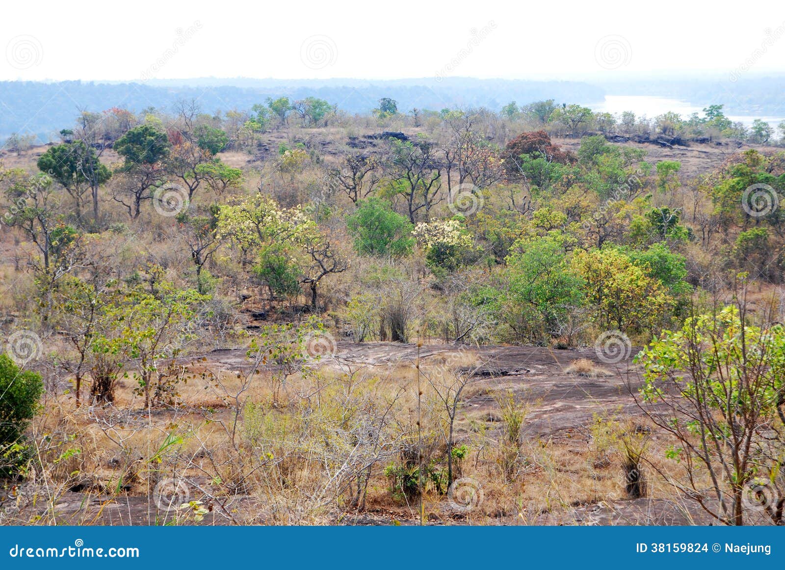 Bosque escaso foto de archivo. Imagen de abeto, planta - 38159824