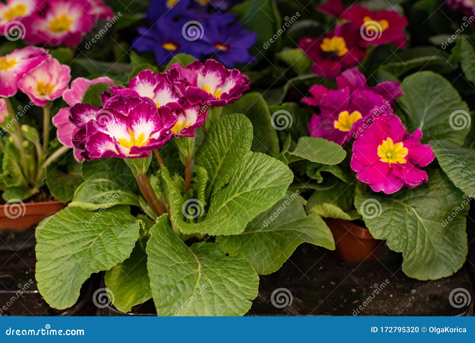 Bosque-bosque-bosque-bosque. Flor De Primula Fresca Natural Foto de ...