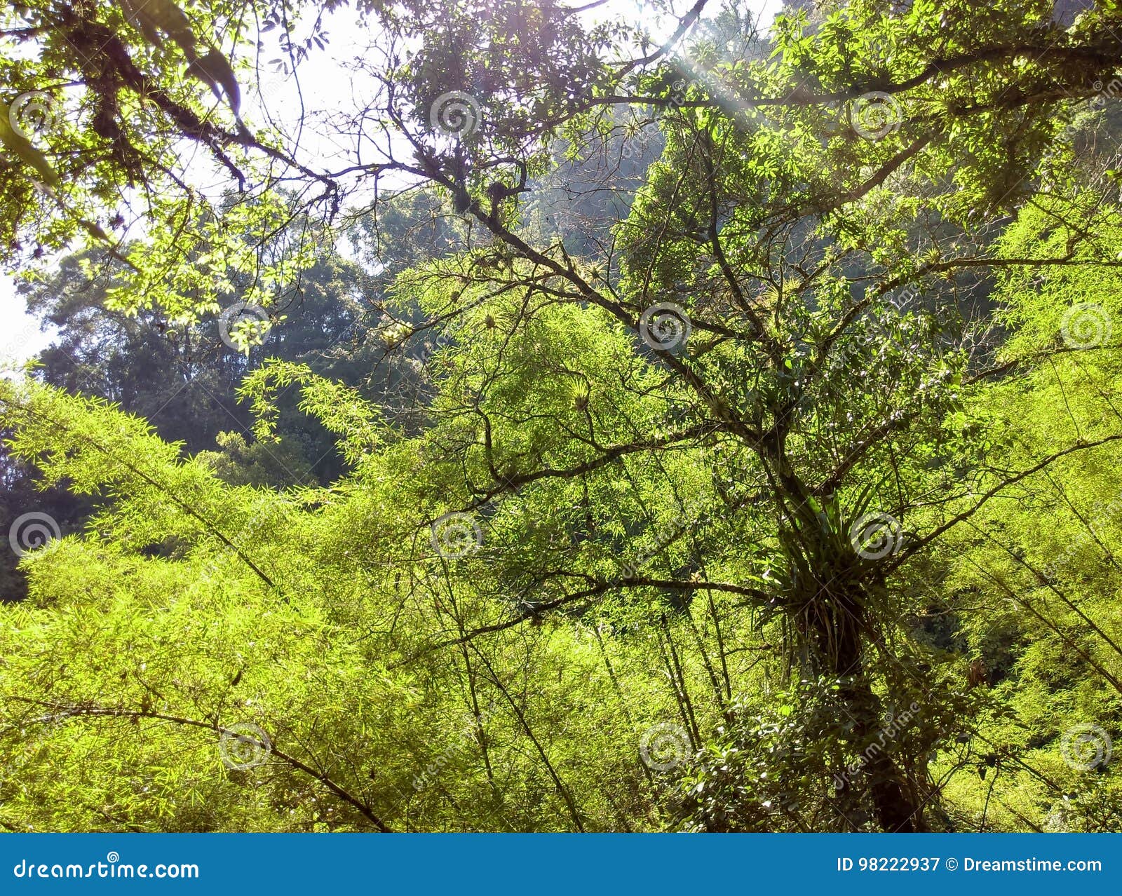 Bosque stock image. Image of bosque, planta, leaves, green - 98222937