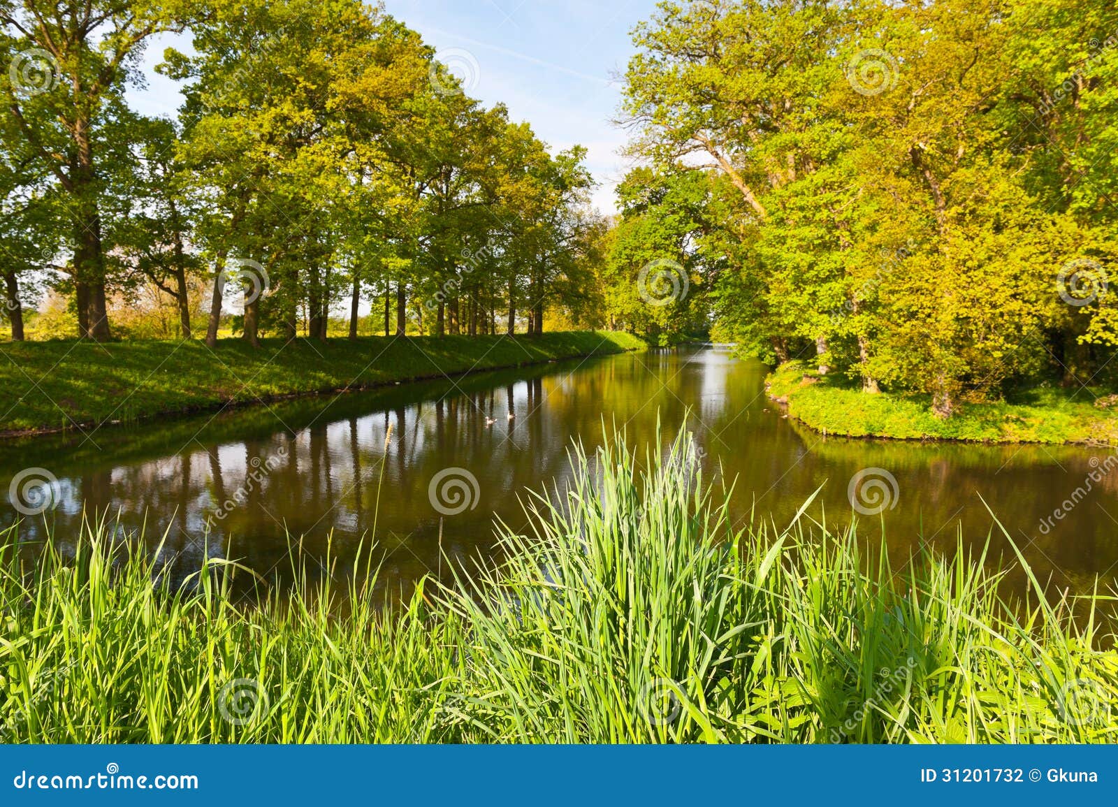 Bosque frondoso foto de stock. Imagem de folha, holanda - 31201732