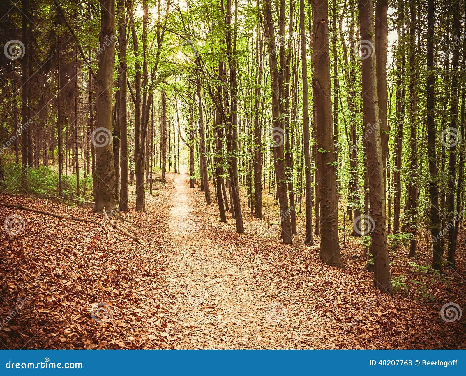 Bosque Hermoso De La Primavera Foto de archivo - Imagen de escena ...