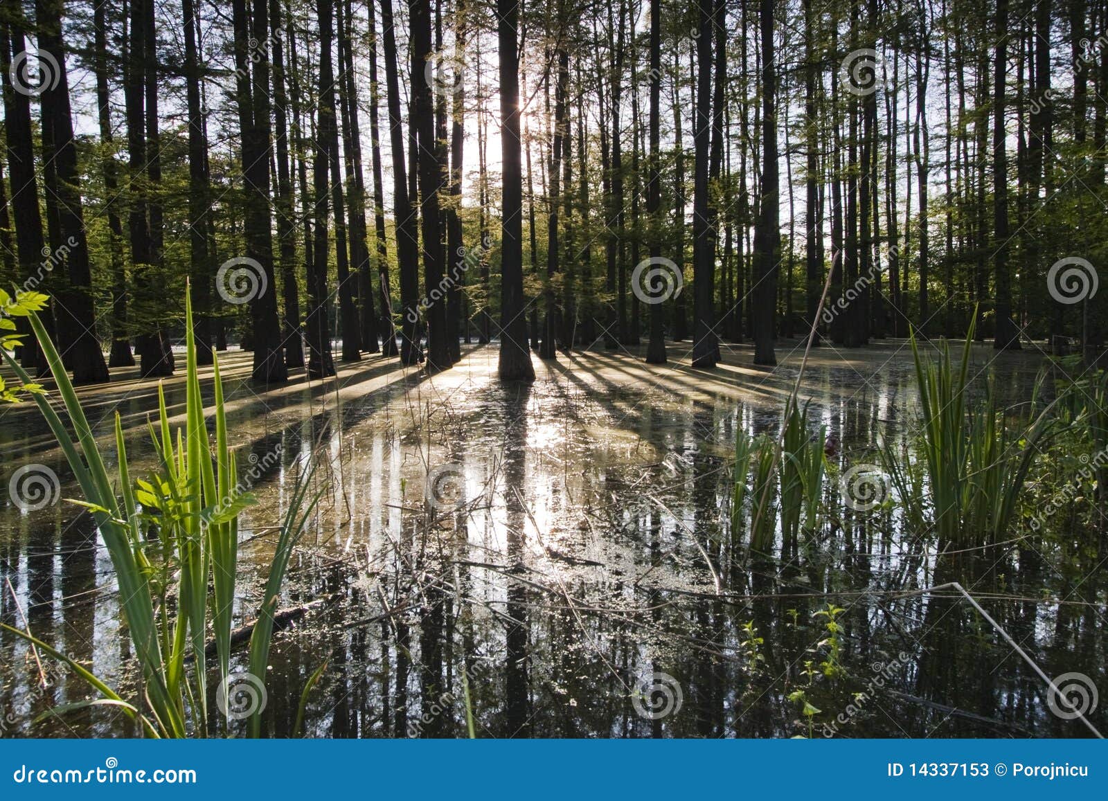 Bosque inundado imagen de archivo. Imagen de planta, arbolados - 14337153