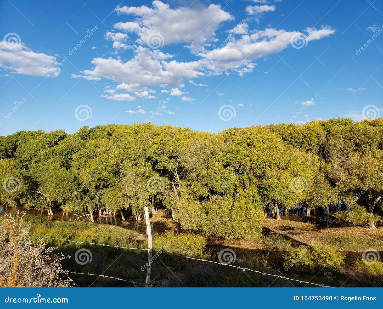 Bosque inundado foto de archivo. Imagen de azul, cerca - 164753490