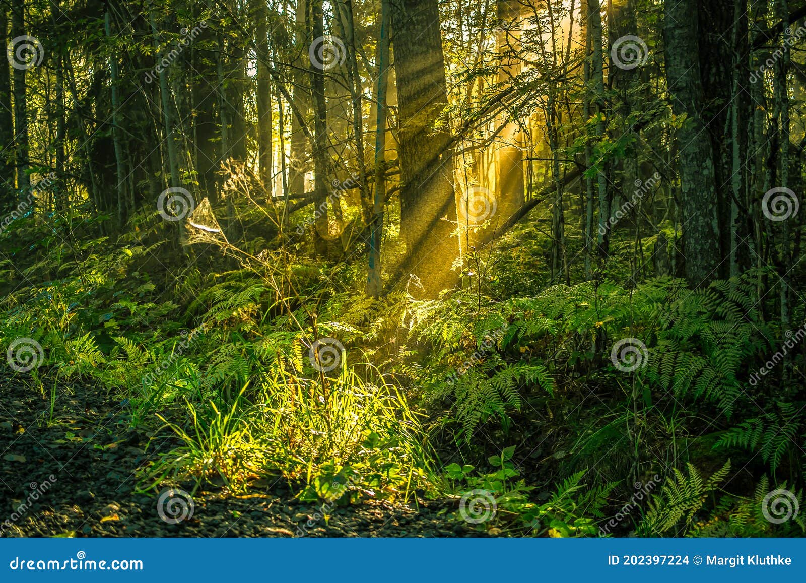 Bosque Inundado De Rayos De Sol Foto de archivo - Imagen de follaje ...