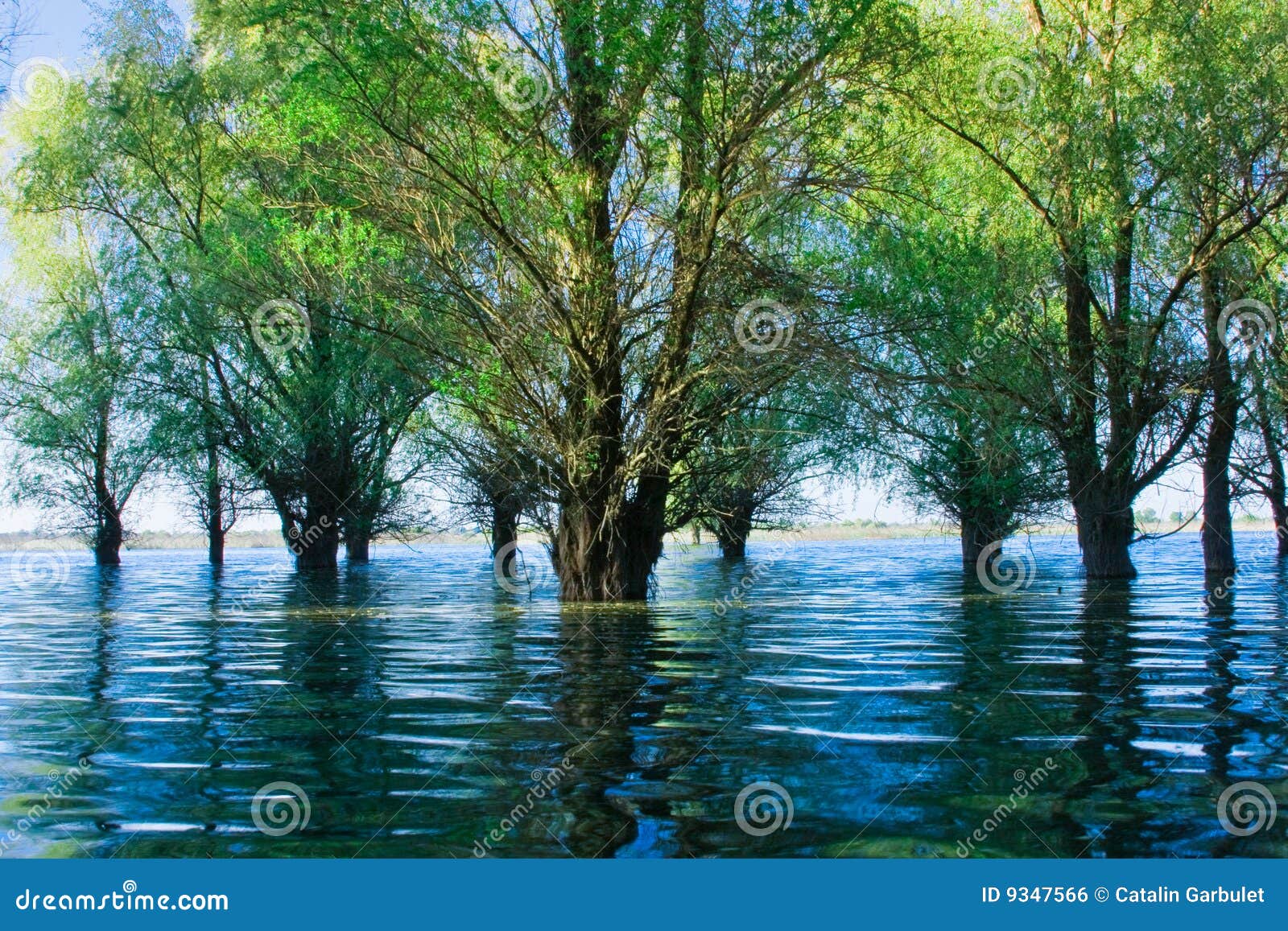 Bosque Inundado Delta De Danubio Foto de archivo - Imagen de lago ...