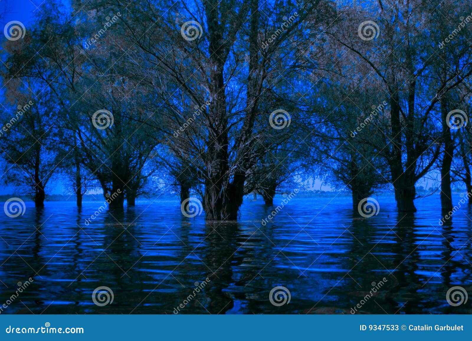 Bosque Inundado Delta Espeluznante De Danubio Imagen de archivo ...
