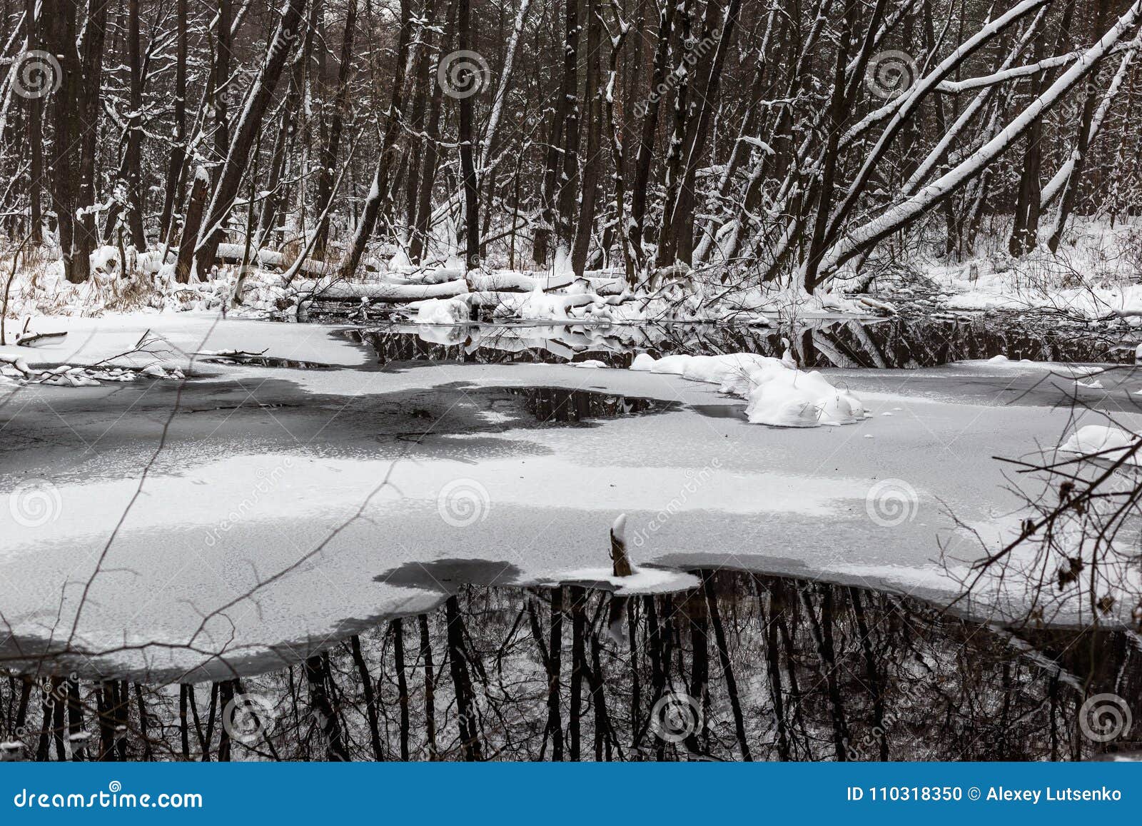 Bosque Inundado Hermoso En Invierno Foto de archivo - Imagen de calma ...
