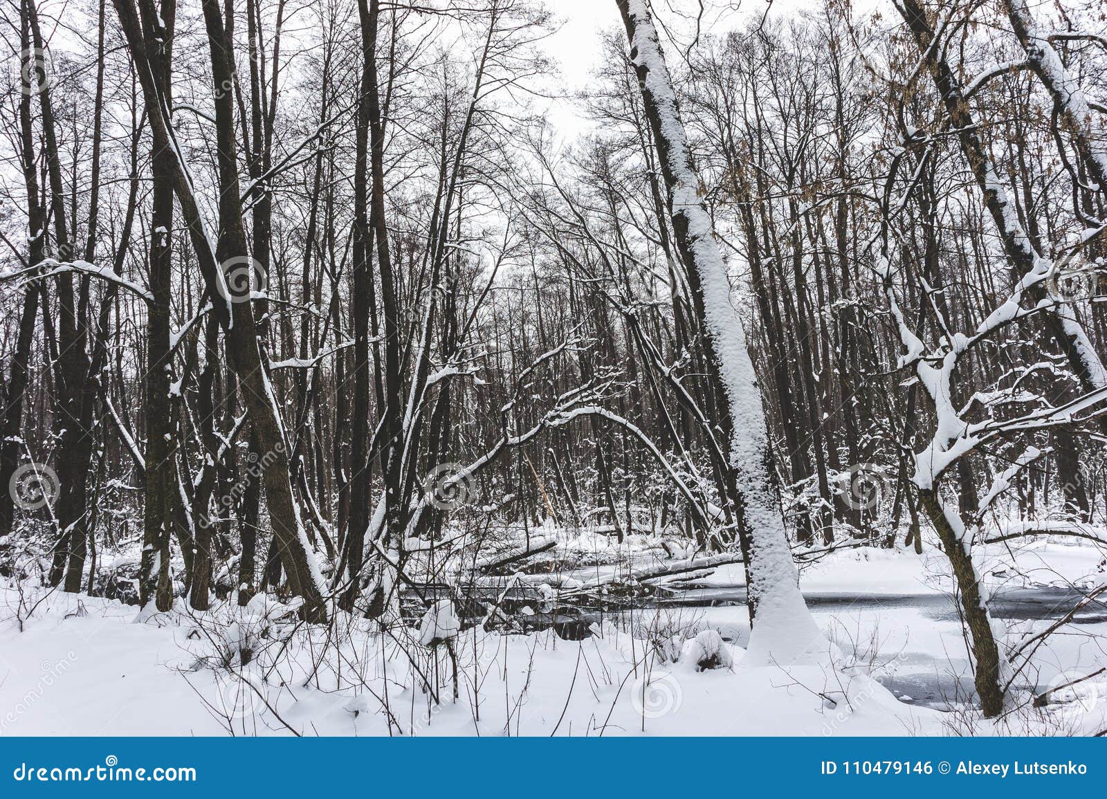 Bosque Inundado Hermoso En Invierno Foto de archivo - Imagen de nevadas ...