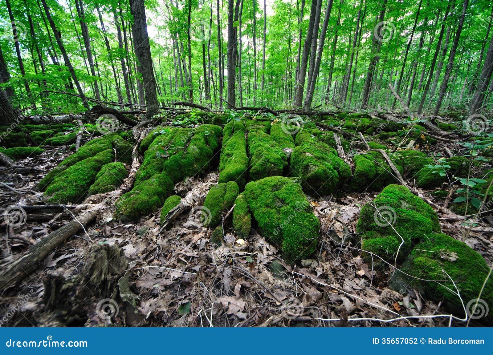 Bosque - Musgo De Esfagno 4 Foto de archivo - Imagen de hojea, mojado ...