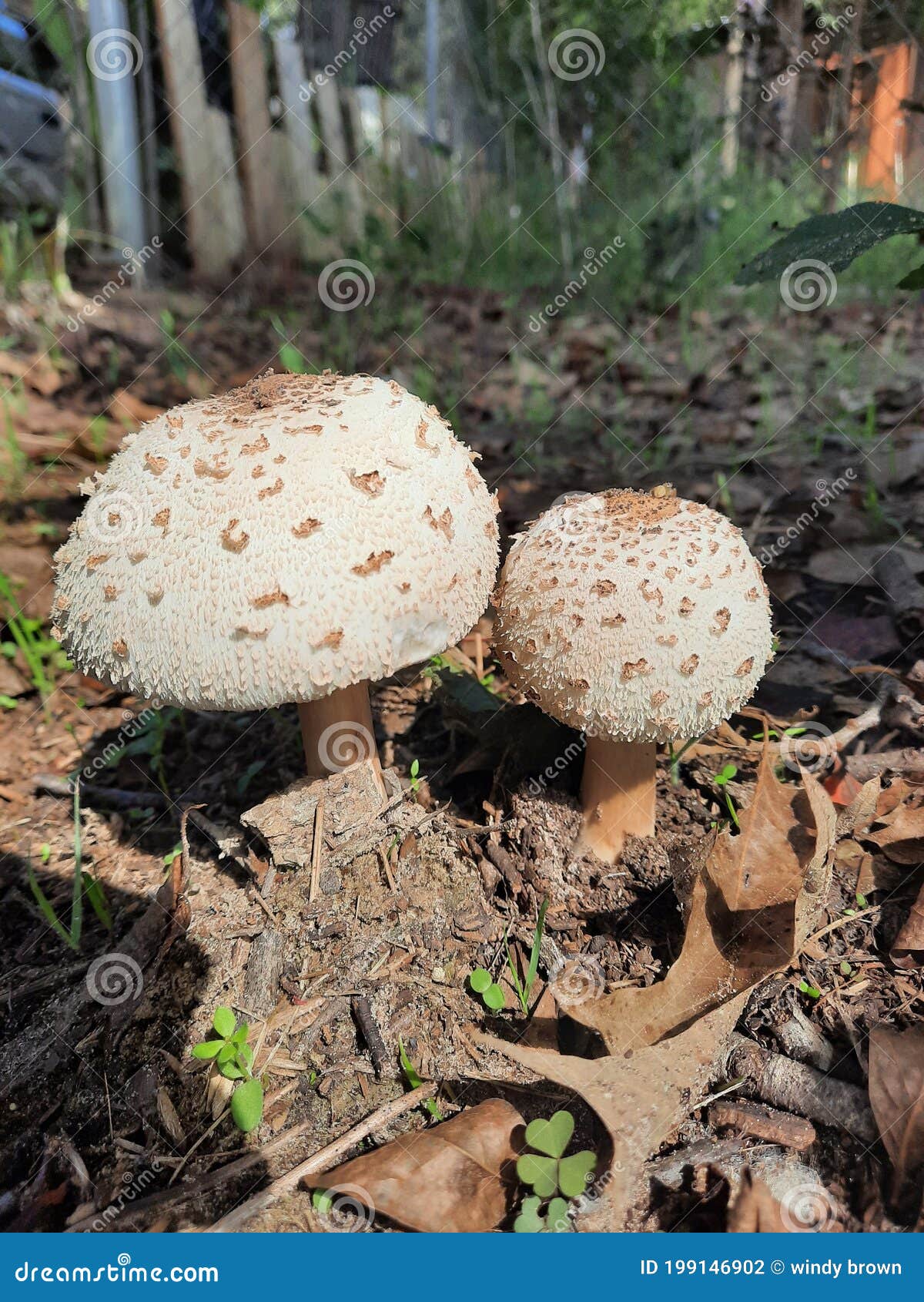 Bosque natural de hongos foto de archivo. Imagen de fauna - 199146902
