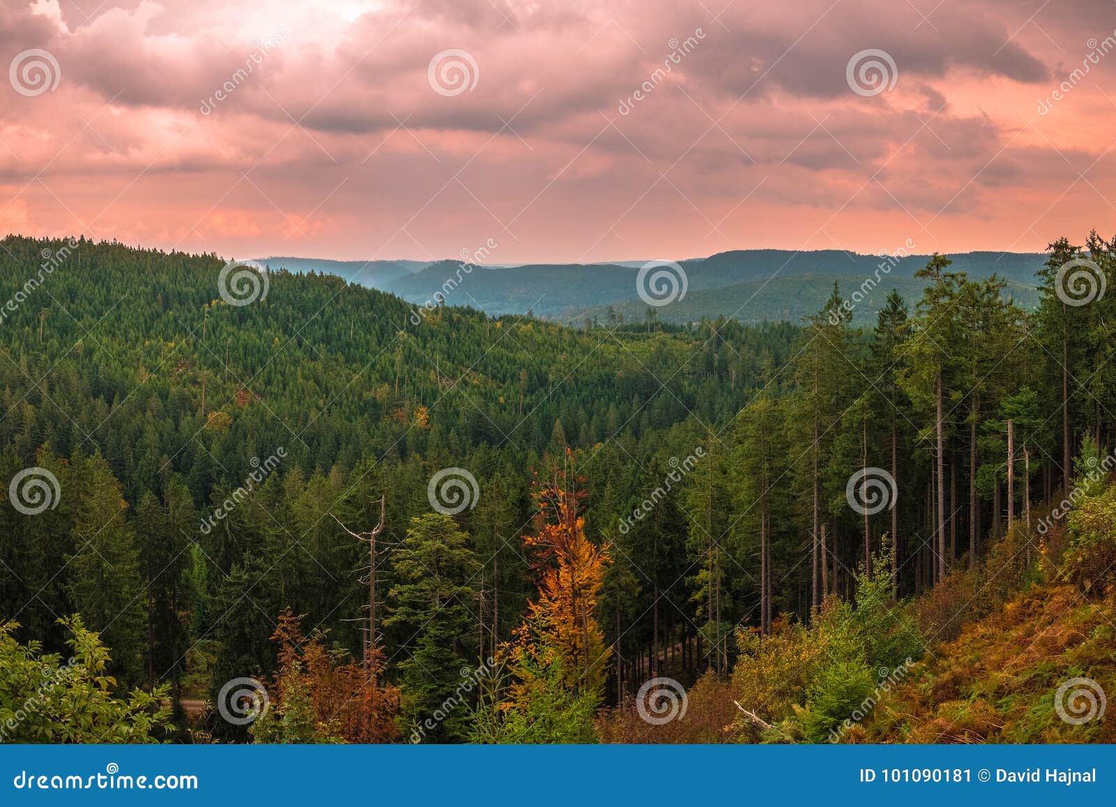 Bosque negro imagen de archivo. Imagen de paisaje, alemania - 101090181