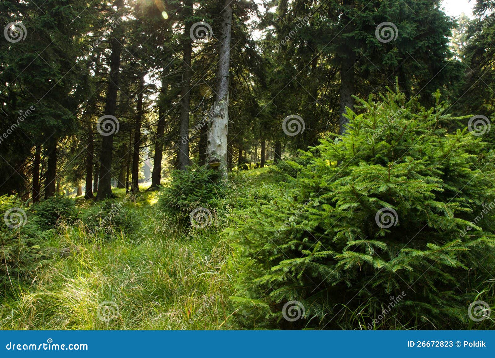 Bosque negro imagen de archivo. Imagen de rural, bosque - 26672823