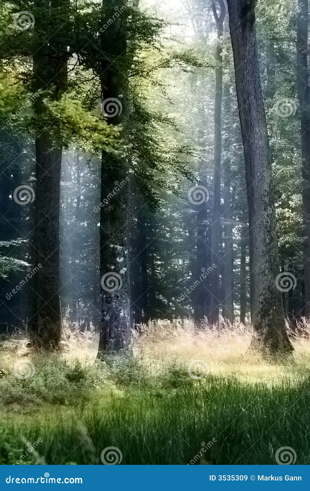 Bosque negro imagen de archivo. Imagen de negro, parque - 3535309