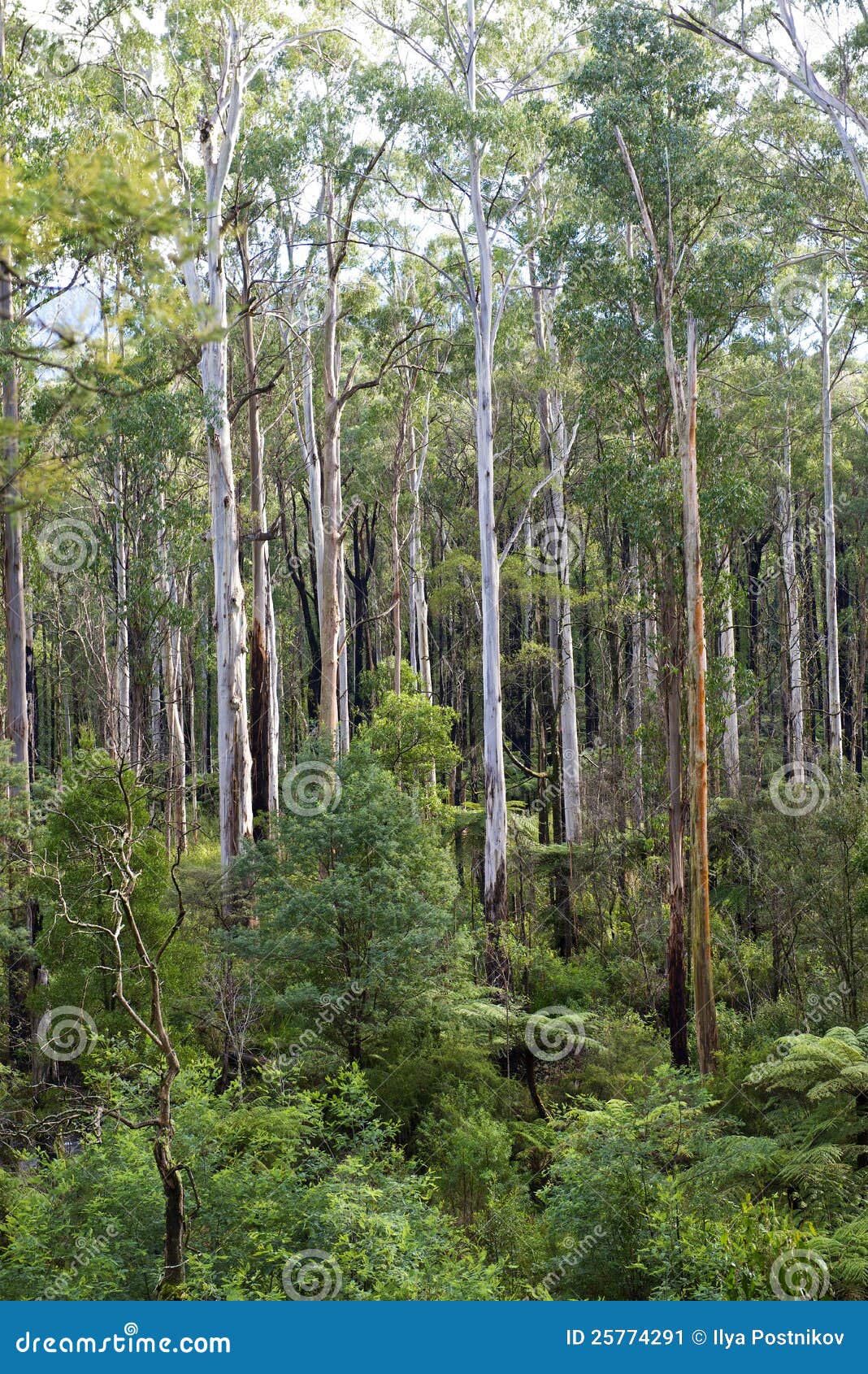 Bosque negro del rango imagen de archivo. Imagen de parque - 25774291
