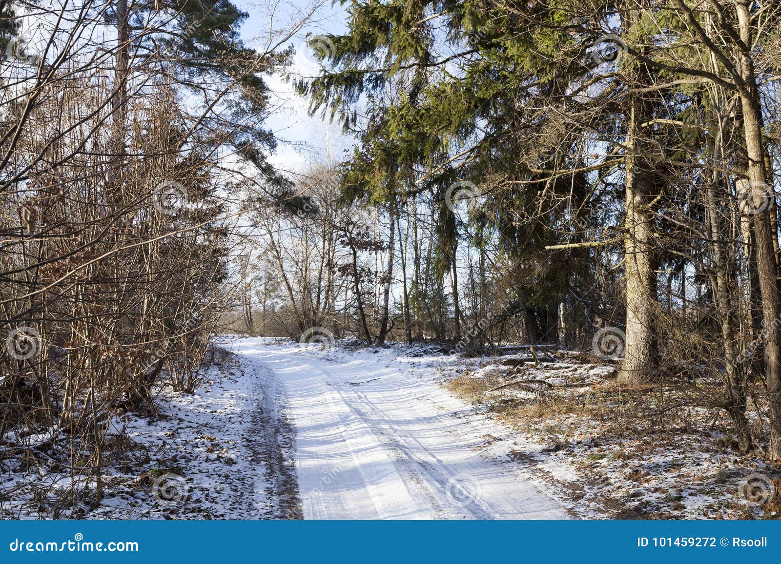 Bosque nevado foto de archivo. Imagen de hermoso, escarcha - 101459272