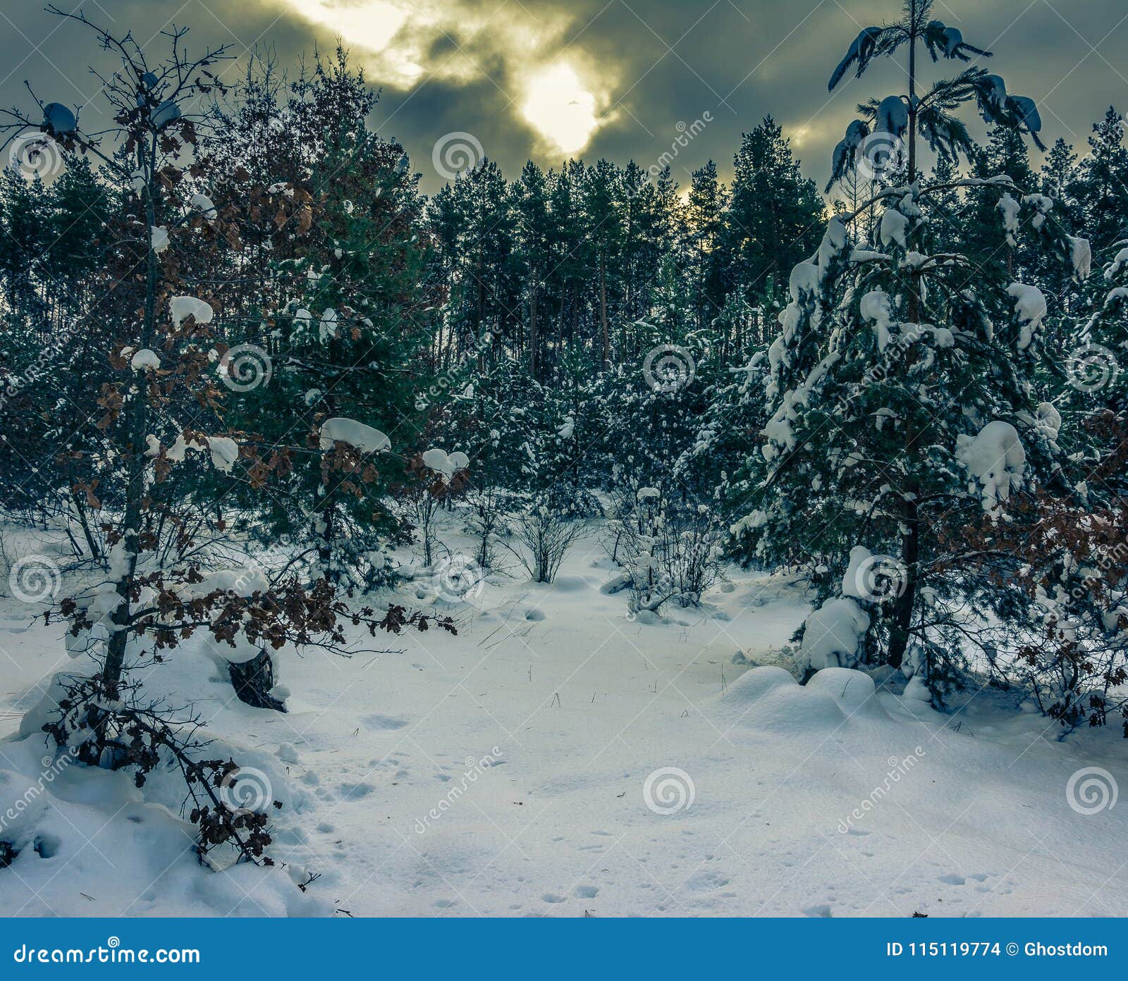 Bosque Nevado foto de archivo. Imagen de madera, agua - 115119774
