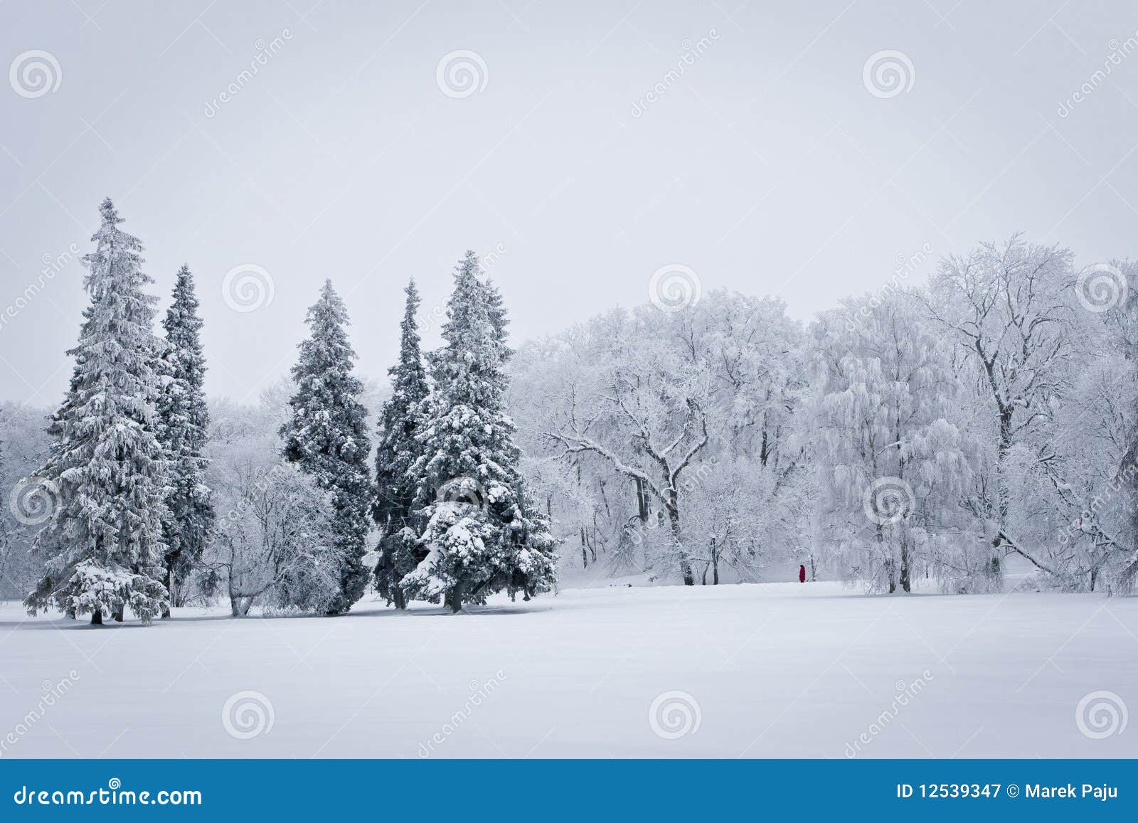 Bosque nevado imagen de archivo. Imagen de detalle, nieve - 12539347