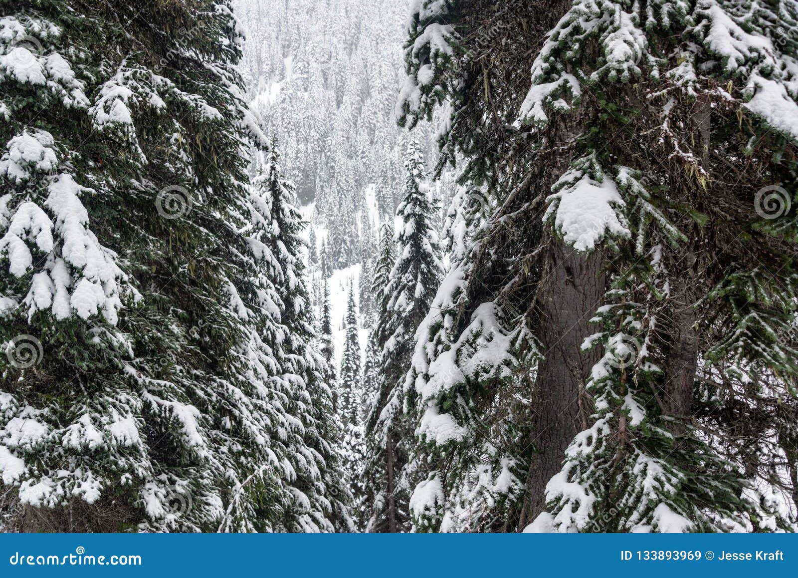 Bosque nevado imagen de archivo. Imagen de nieve, cascadas - 133893969