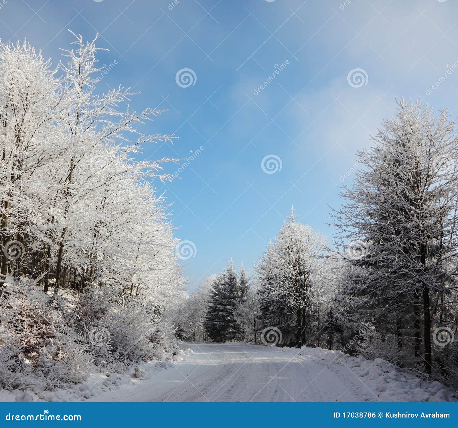 Bosque Nevado foto de archivo. Imagen de hada, rural - 17038786