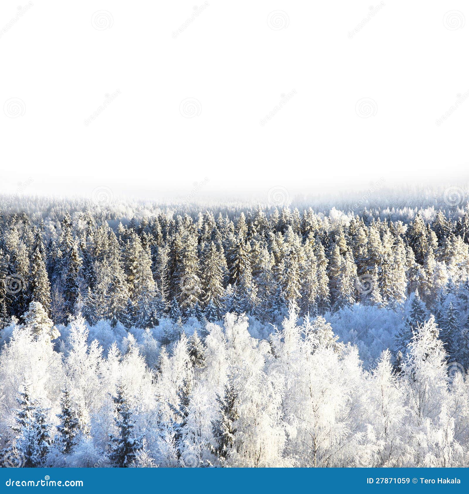 Bosque Nevado imagen de archivo. Imagen de abedul, gris - 27871059