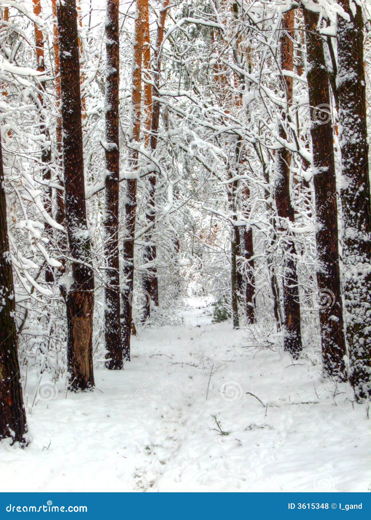 Bosque Nevado foto de archivo. Imagen de elegante, invierno - 3615348
