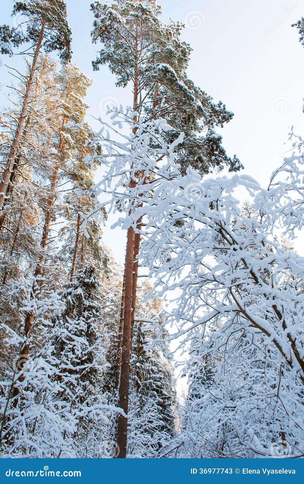 Bosque Nevado imagen de archivo. Imagen de pista, abandonado - 36977743