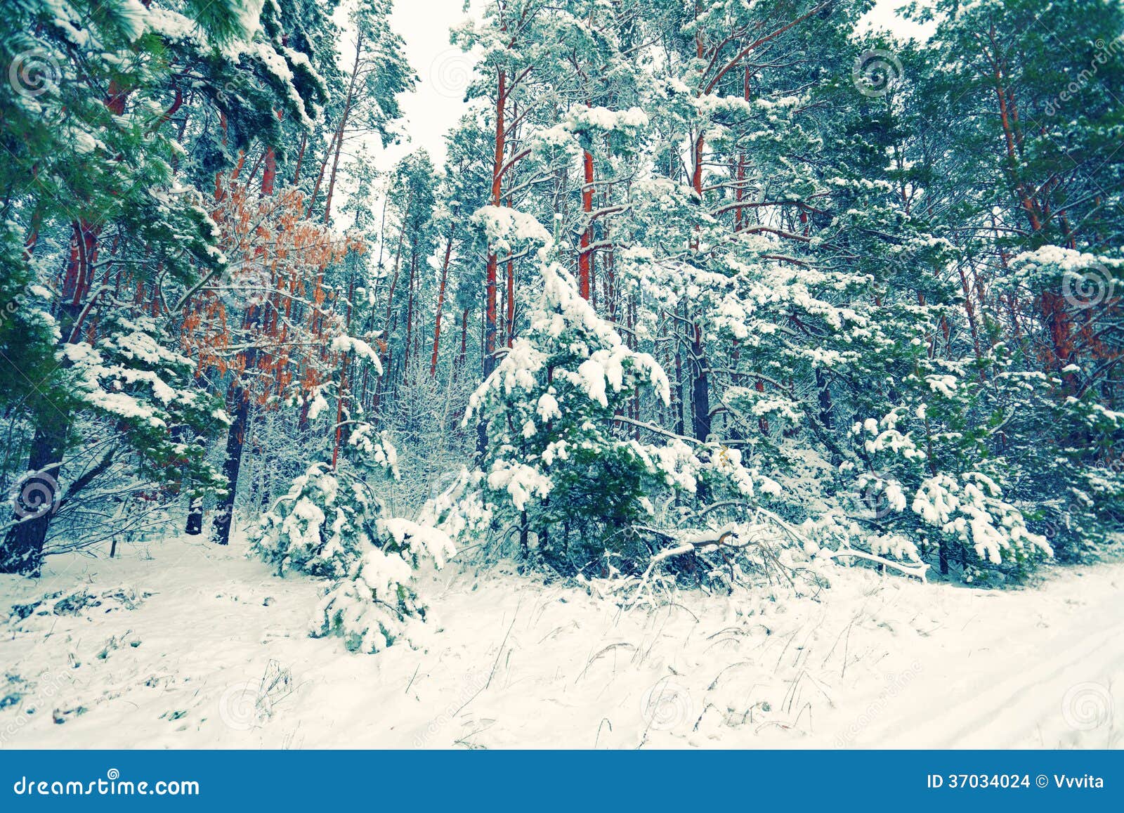 Bosque Nevado foto de archivo. Imagen de parque, bosque - 37034024