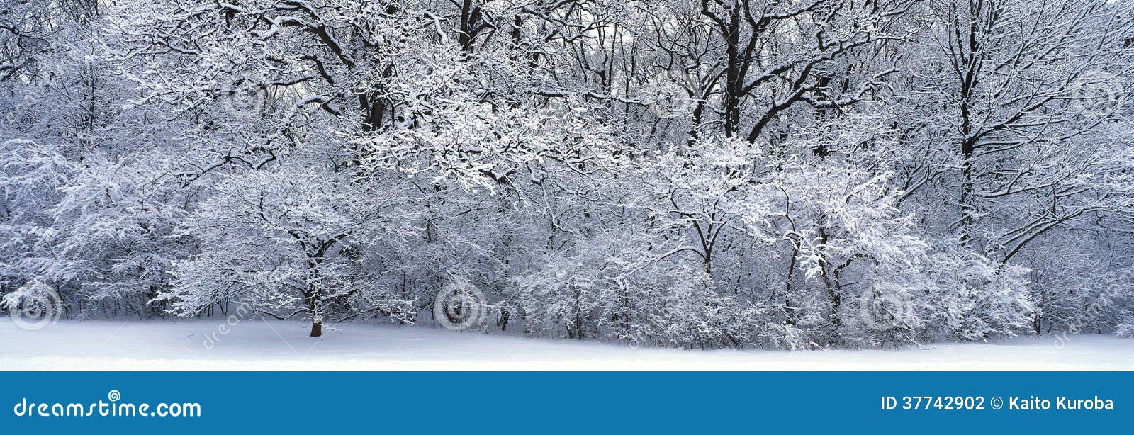 Bosque nevado foto de archivo. Imagen de nikon, foto - 37742902
