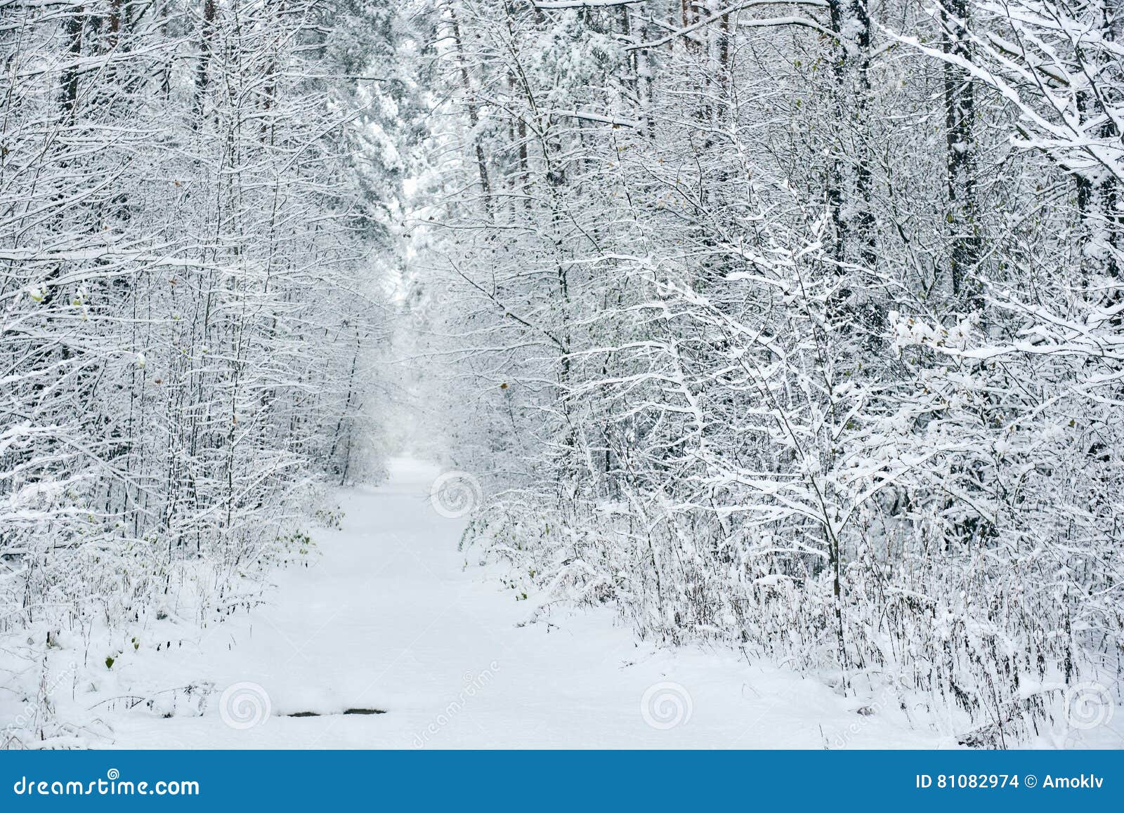 Bosque Nevado foto de archivo. Imagen de letonia, snowbanks - 81082974