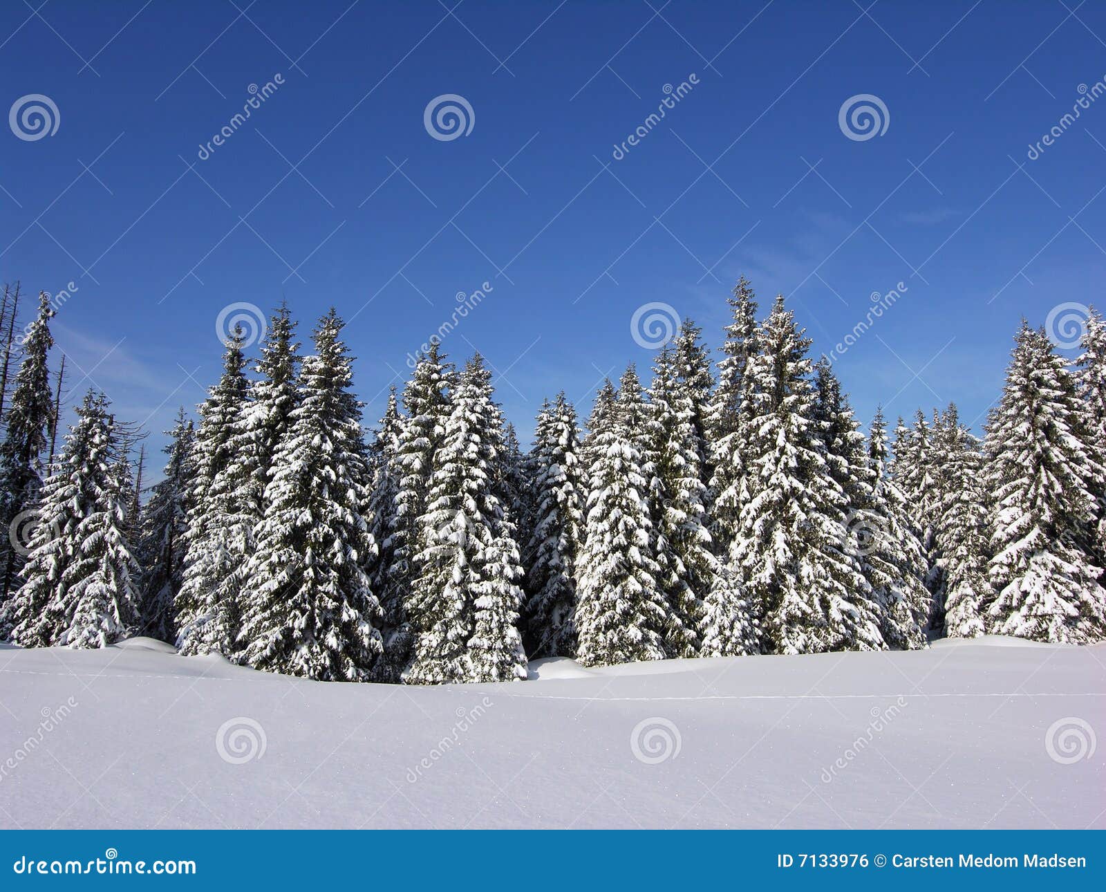 Bosque Nevado De La Navidad Foto de archivo - Imagen de horizontal ...