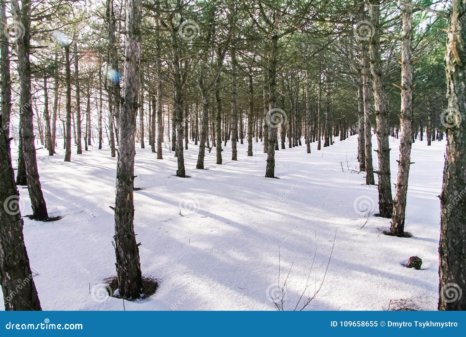 Bosque Nevado Del Abeto Del Invierno Imagen de archivo - Imagen de ...