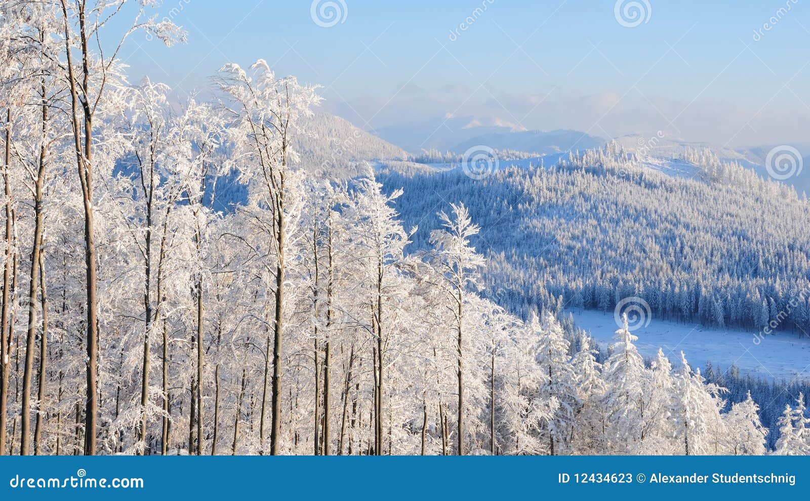 Bosque no.14 Nevado imagen de archivo. Imagen de nieve - 12434623