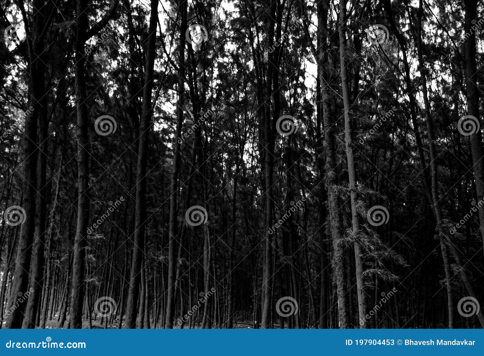 Bosque Oscuro En Blanco Y Negro Imagen de archivo - Imagen de madera ...