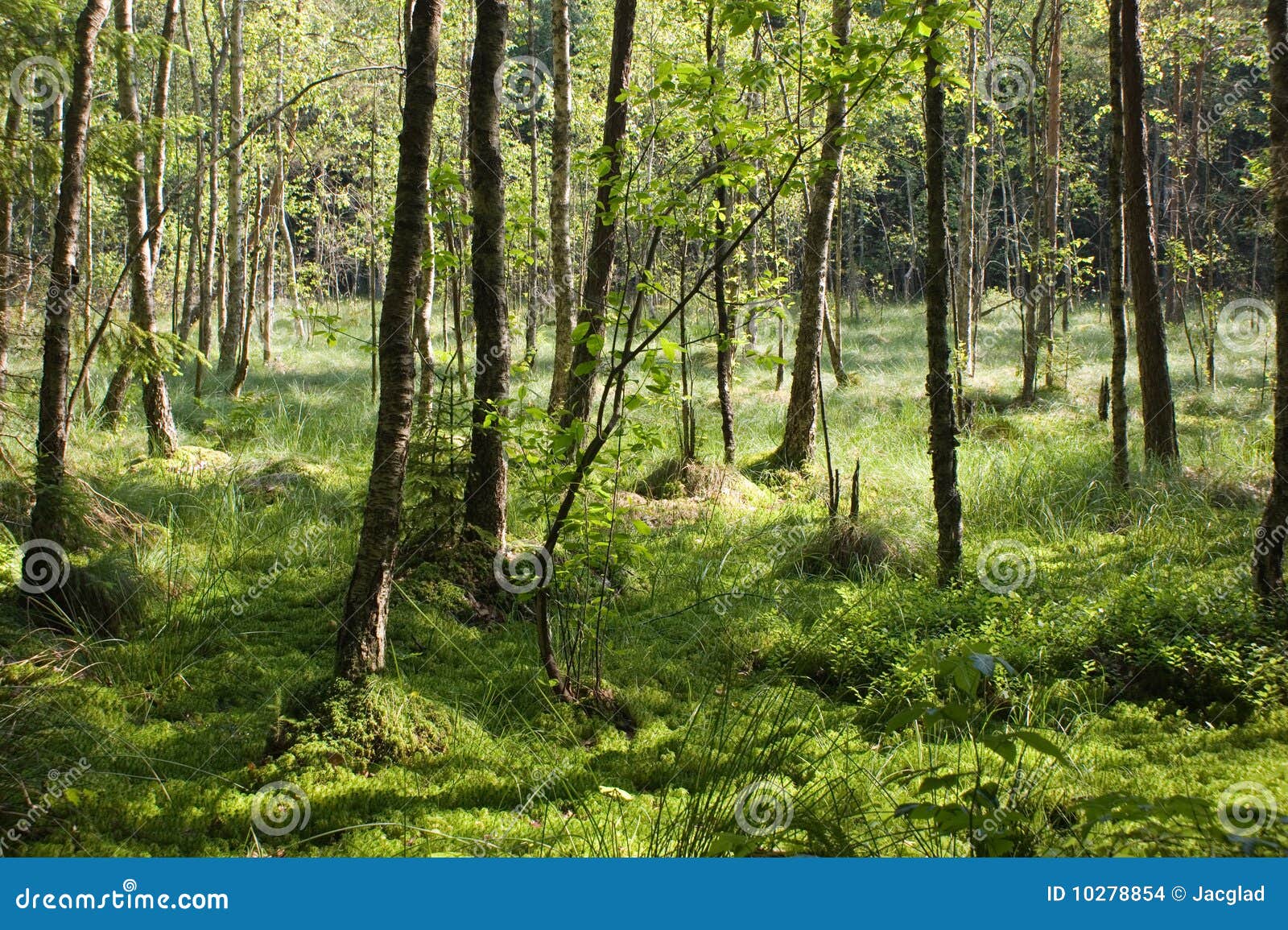 Bosque pantanoso foto de archivo. Imagen de naturalizado - 10278854