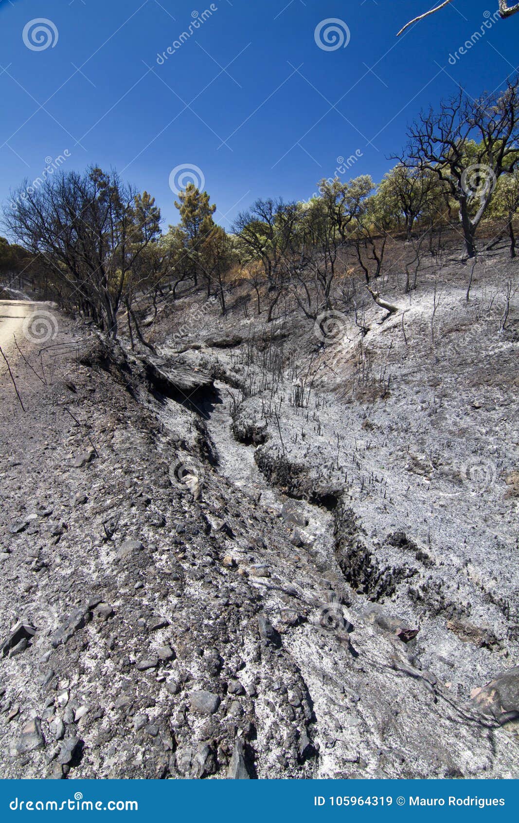 Bosque quemado imagen de archivo. Imagen de yermo, quemado - 105964319