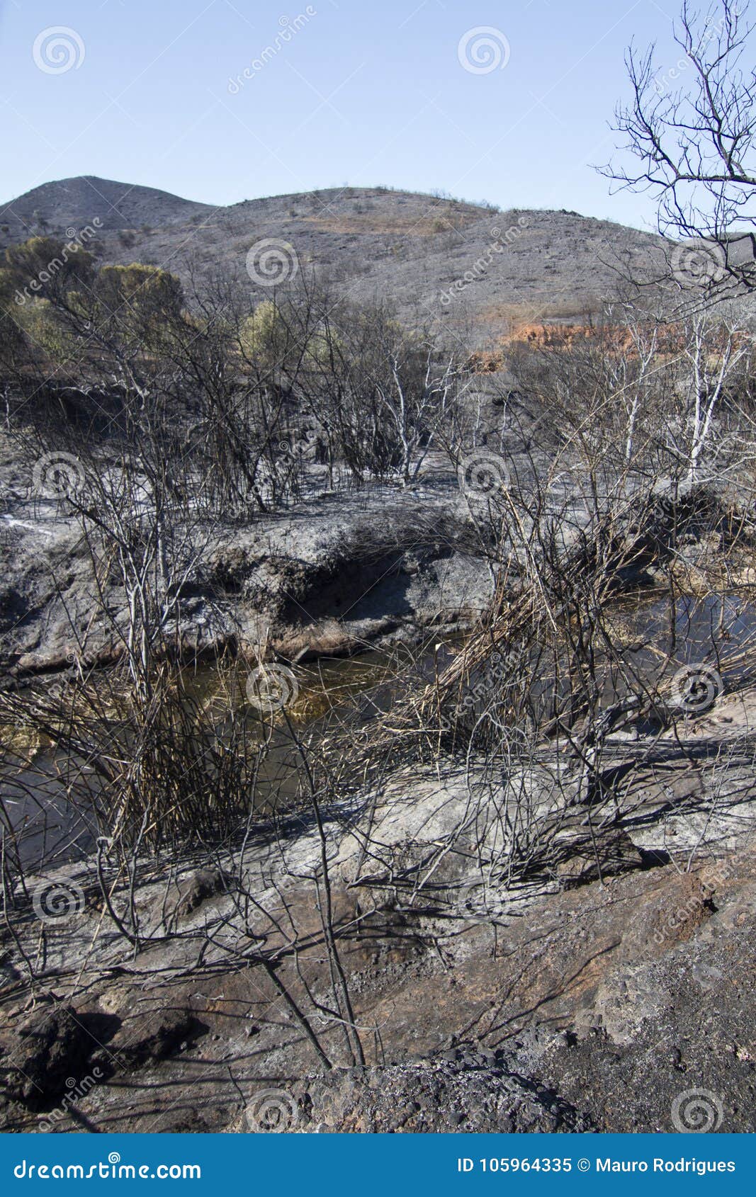 Bosque quemado imagen de archivo. Imagen de ramita, fuego - 105964335