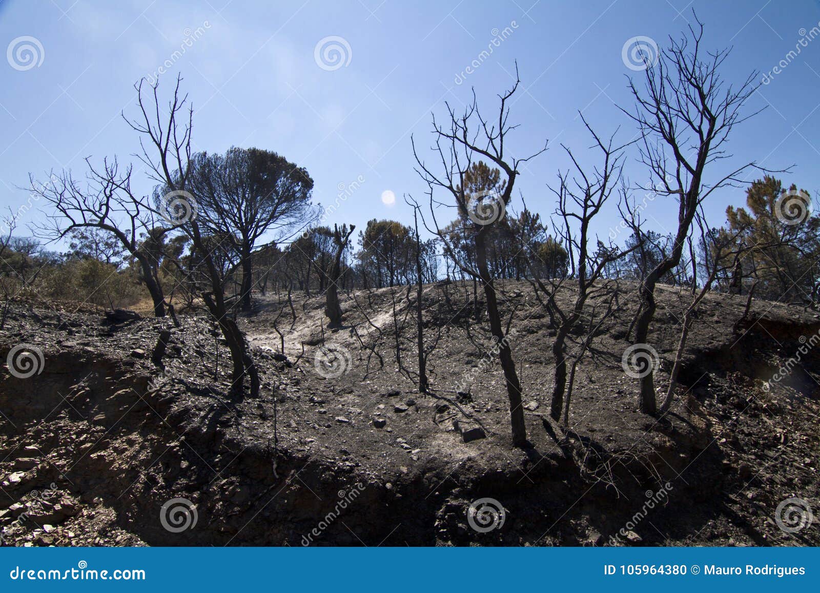 Bosque quemado foto de archivo. Imagen de muerto, lifeless - 105964380