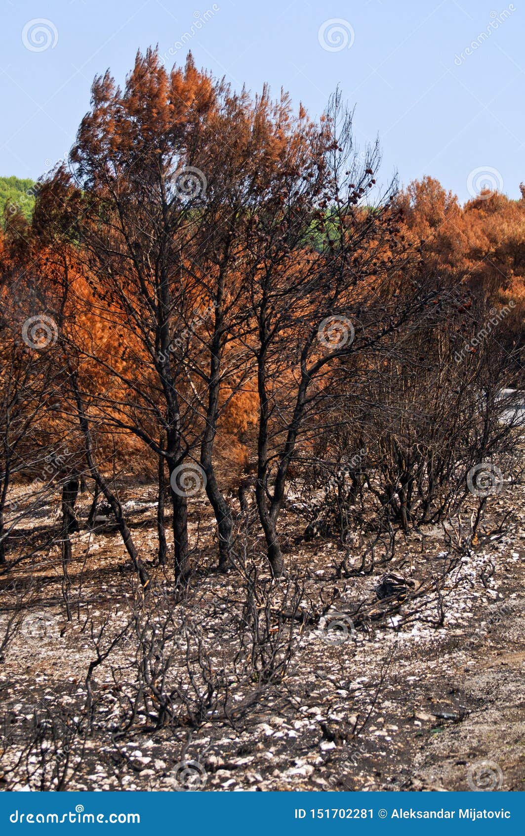 Bosque quemado imagen de archivo. Imagen de cubierta - 151702281