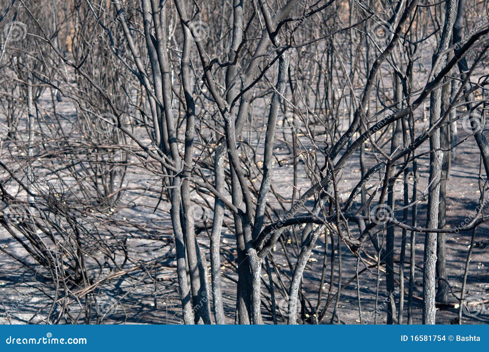 Bosque quemado foto de archivo. Imagen de exterior, madera - 16581754