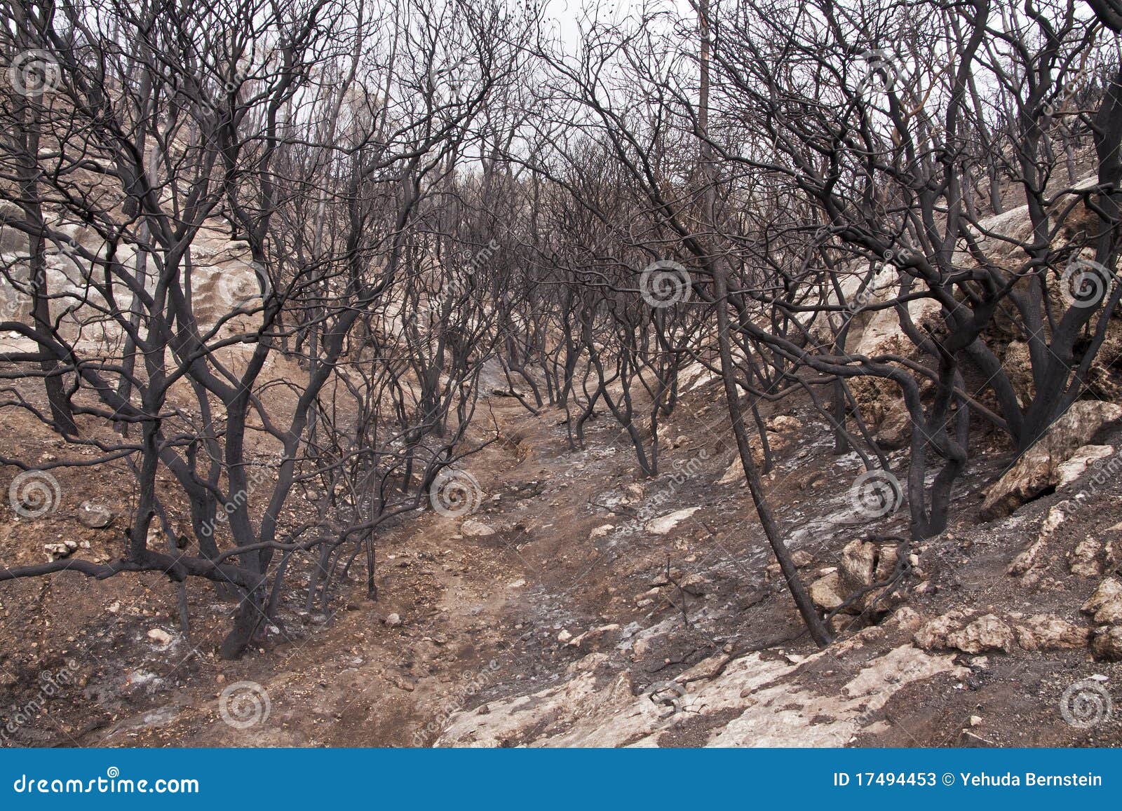Bosque quemado imagen de archivo. Imagen de troncos, negro - 17494453